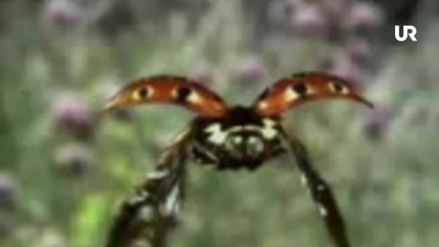 Runt i naturen - KRYP: KRYP.. | UR Play