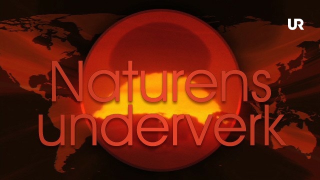 Naturens underverk: Markekorre och lammgam | UR Play