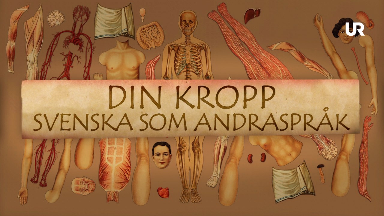 Din kropp - svenska som andraspråk | UR Play