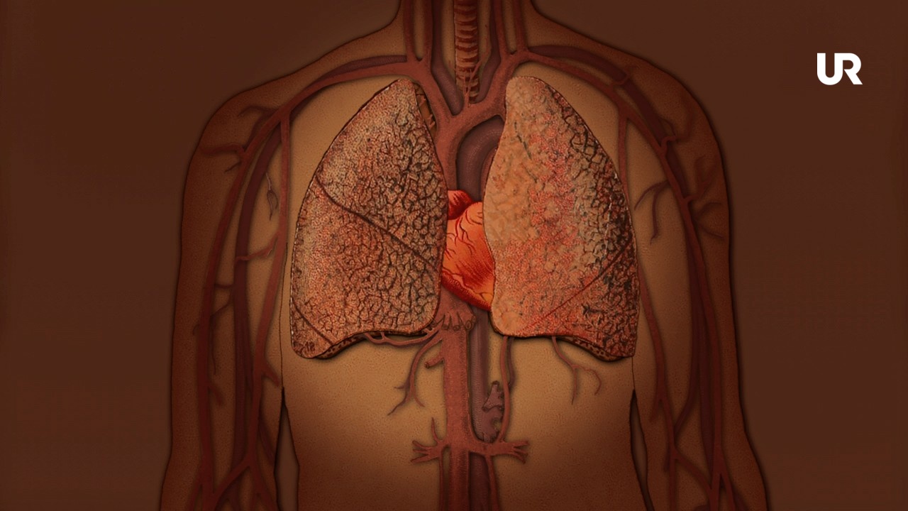 Din kropp - meänkieli: Hjärtat och lungorna | UR Play