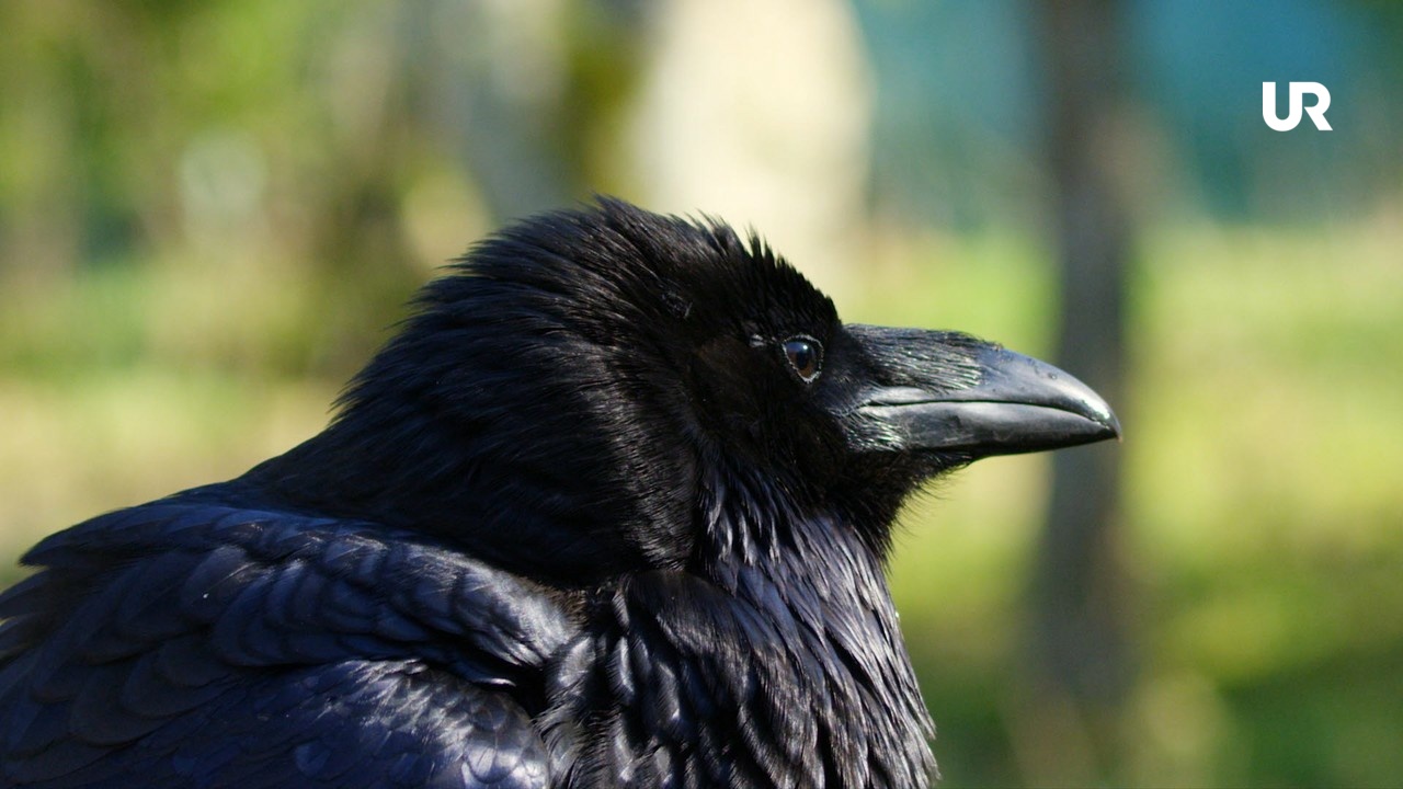 Djur som förändrar världen: Korp | Om korpar och deras plats i ...