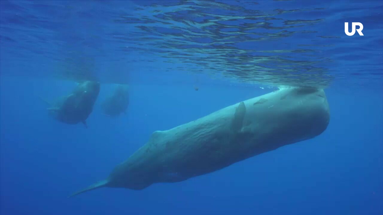 Djur som förändrar världen - syntolkat: Val | UR Play