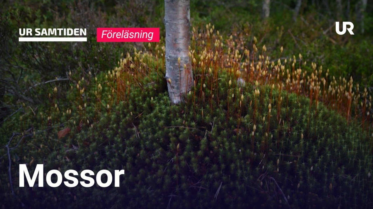 UR Samtiden - Naturum Söderåsen: Mossor | UR Play