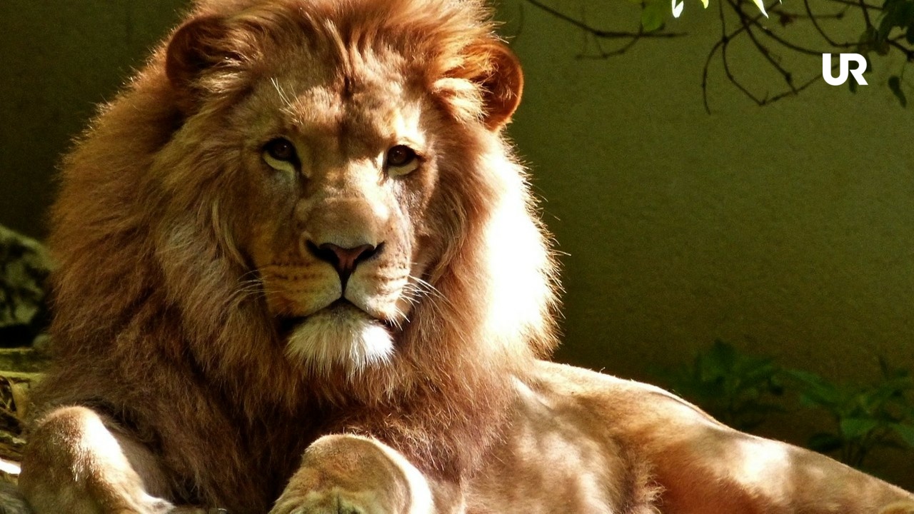 Fakta om djur - romani arli: Lejon | UR Play