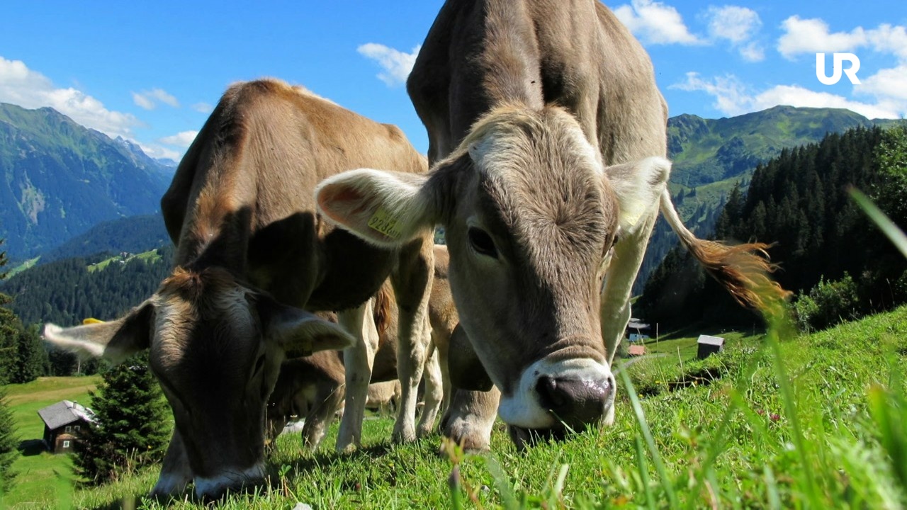 Fakta om djur - romani lovari: Ko | UR Play