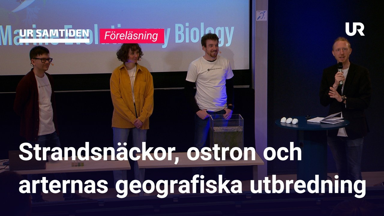 Ur Samtiden Vetenskapsfestivalen 2022 Strandsnäckor Ostron Och