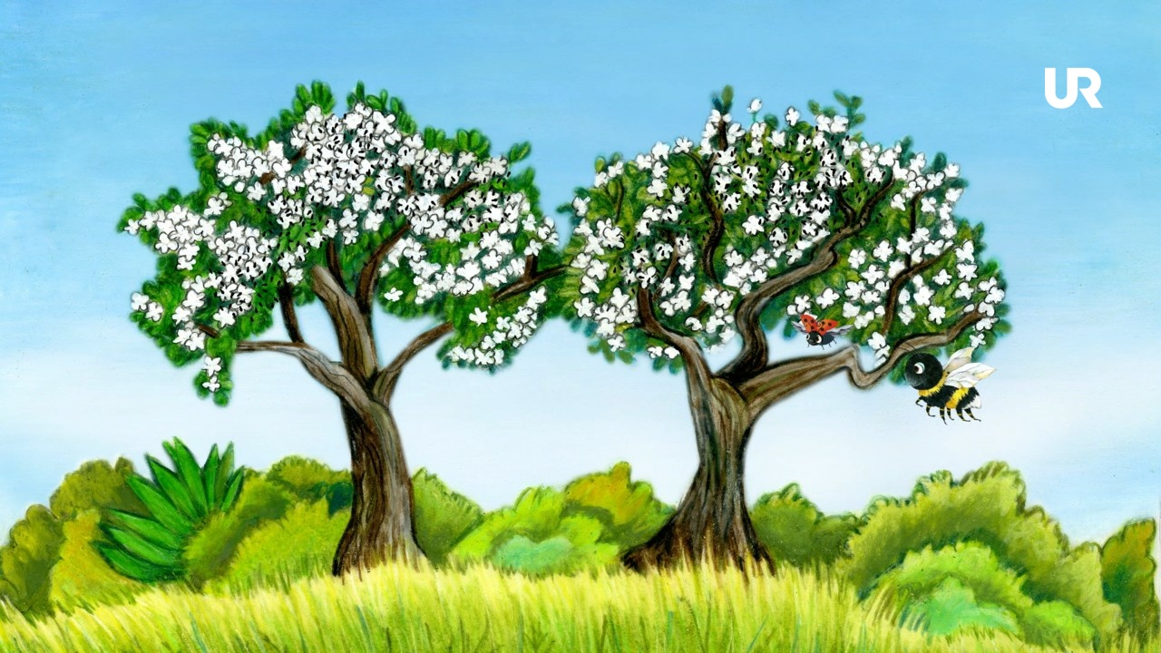 Humlan Djojj: Äppelblommor i fara | UR Play