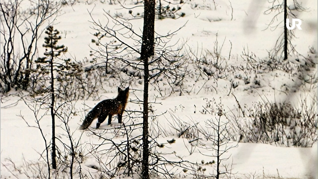 Nälkävuoman asukhaat: Talvi lyöpi takasin | UR Play