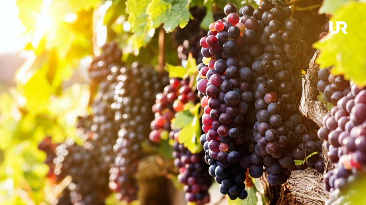 Fakta om frukt - romani arli: Vindruvor | UR Play