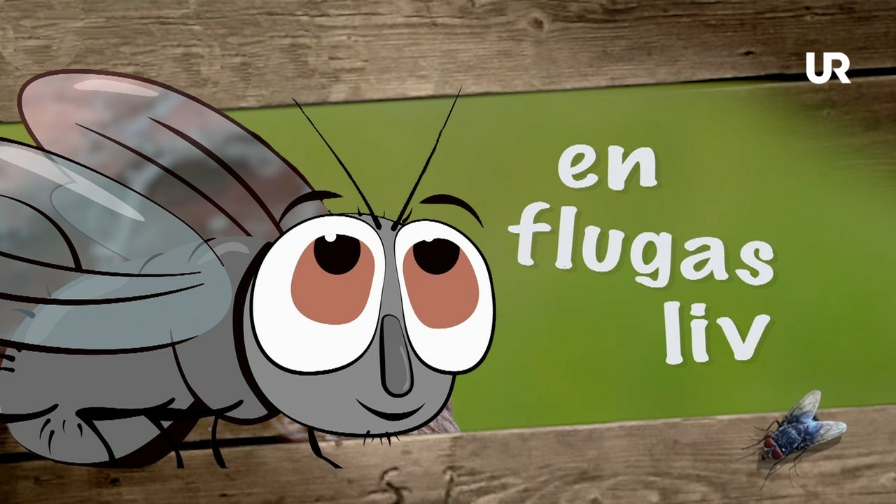 En flugas liv | Lär dig allt om en flugas liv | Förskolan | UR Play
