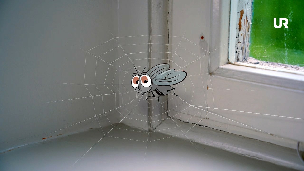 En flugas liv: Flugsmälla och spindelnät | UR Play