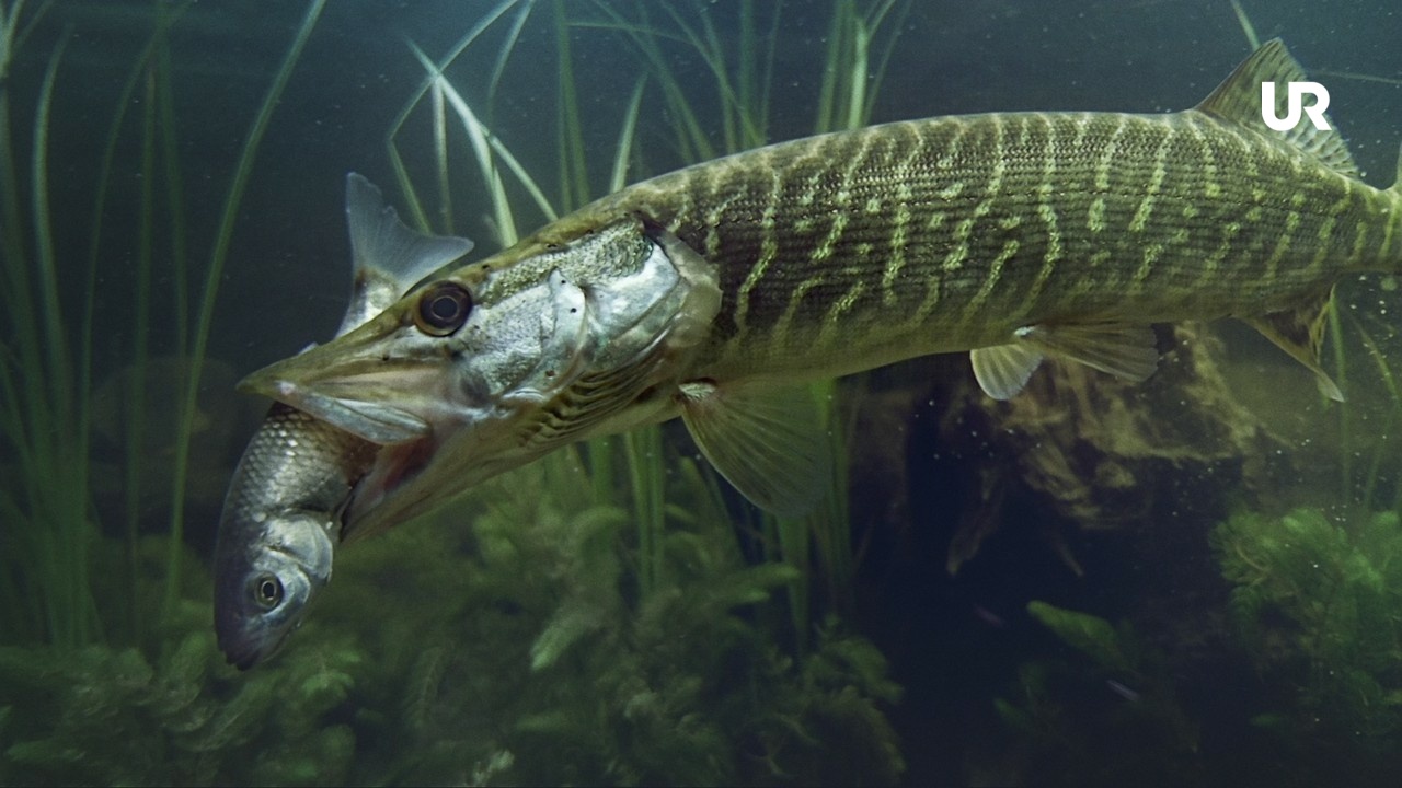 Vilda djur i Norden: Sjöns största rovfisk | UR Play