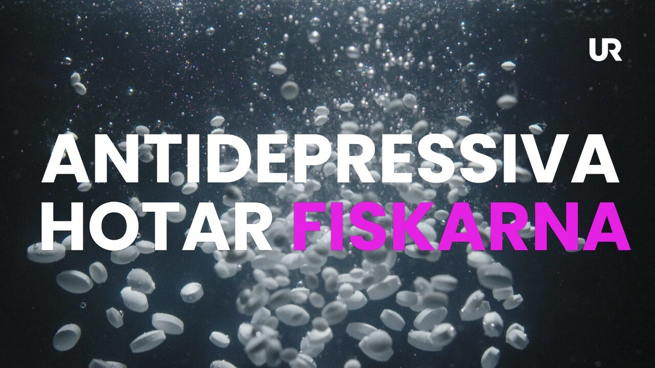 Sverige forskar: Antidepressiva hotar fiskarna | UR Play