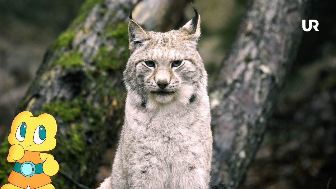 Bibz och djuren: Lodjuret | UR Play