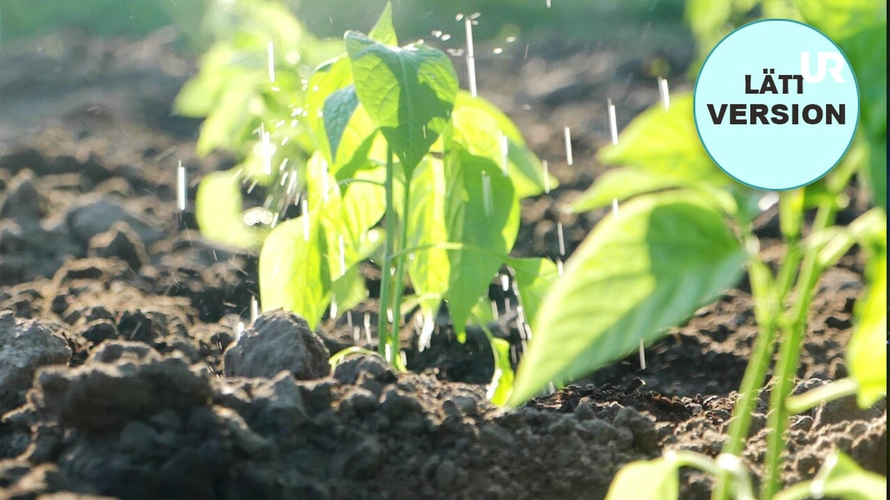 Bara vanligt vatten – lätt version: Vattnets kretslopp | UR Play