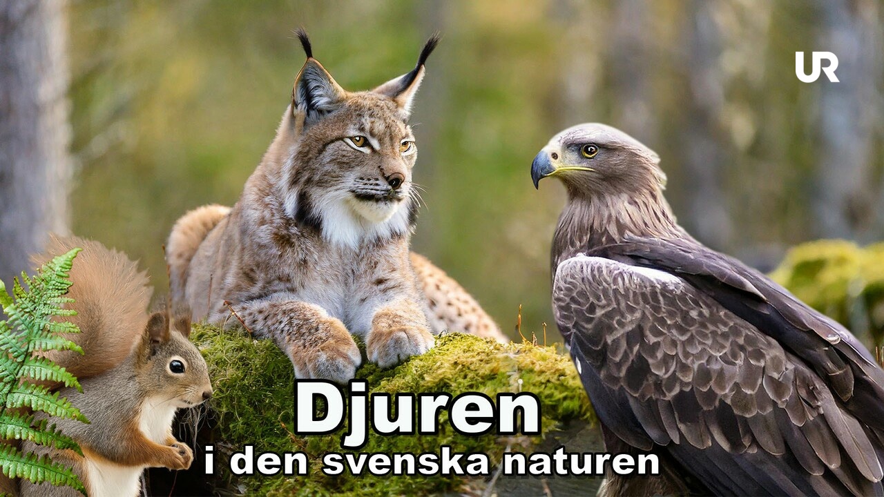 Djuren i den svenska naturen | UR Play