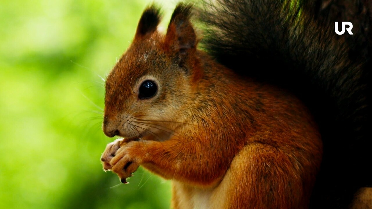 Djuren i den svenska naturen: Ekorren | UR Play