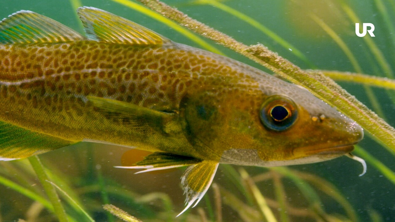 Djuren i den svenska naturen: Torsken | UR Play