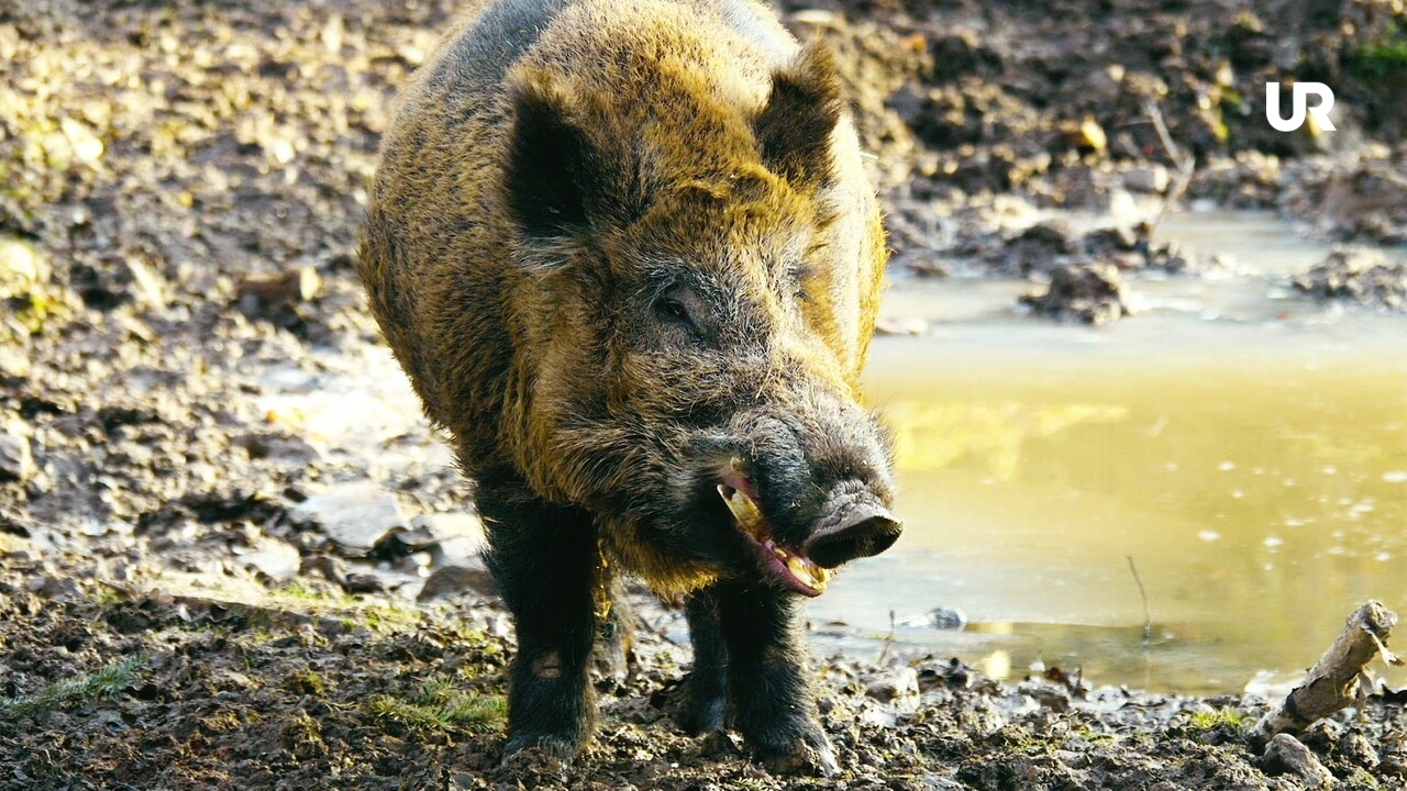 Djuren i den svenska naturen: Vildsvinet | UR Play