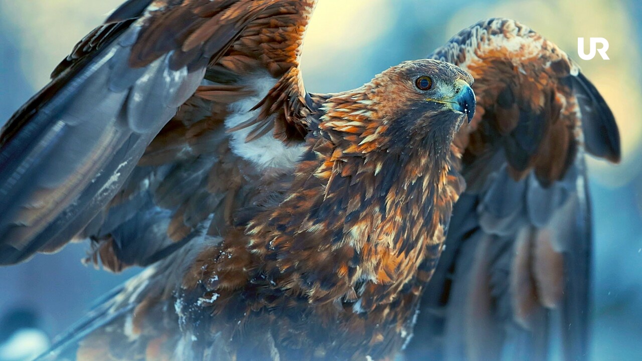 Djuren i den svenska naturen: Kungsörnen | UR Play