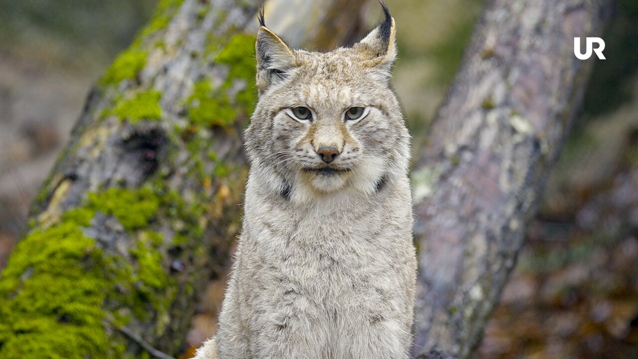 Djuren i den svenska naturen: Lodjuret | UR Play